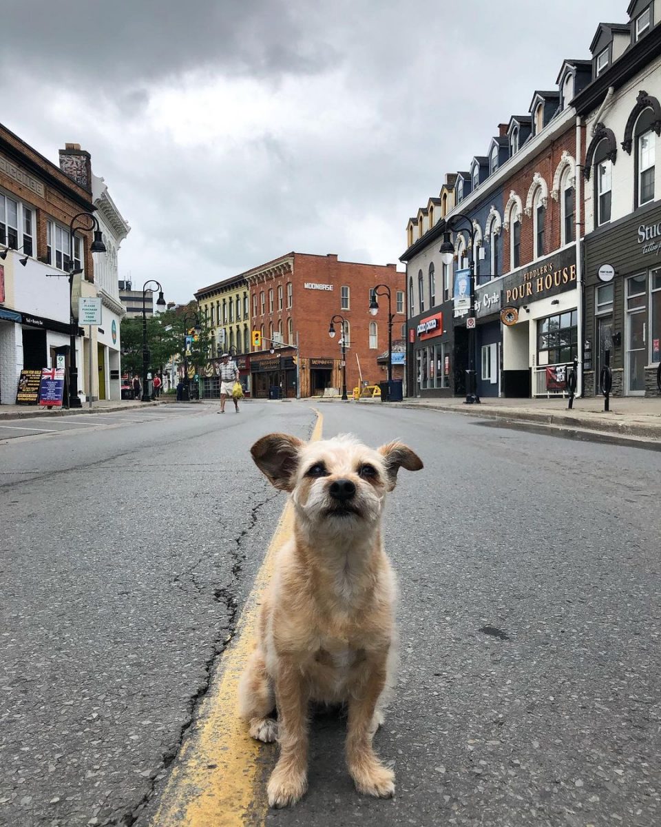 The Spunky Cairn Terrier Chihuahua Mix For Lively Owners