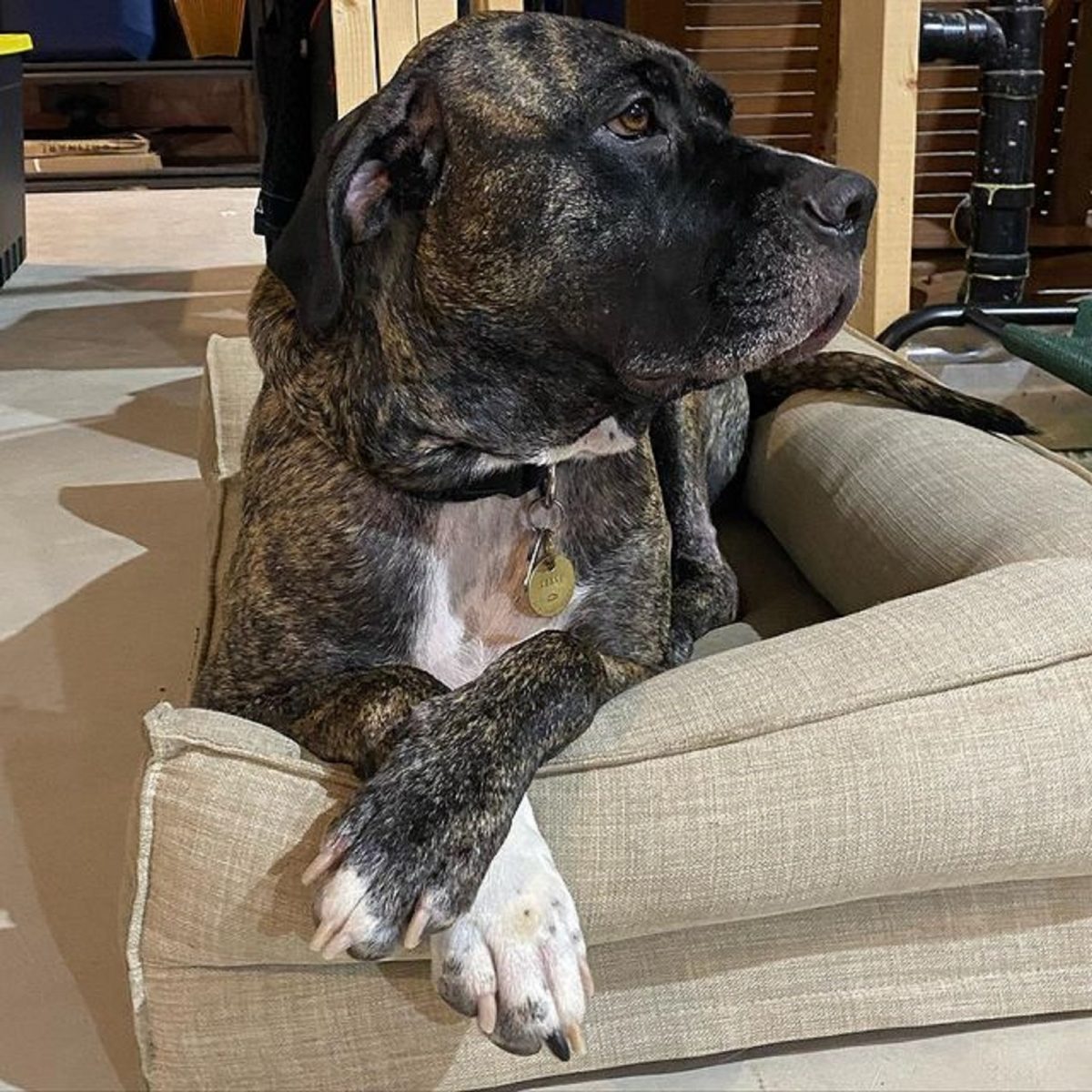 The Cane Corso American Bulldog Mix: Guard Dogs 101