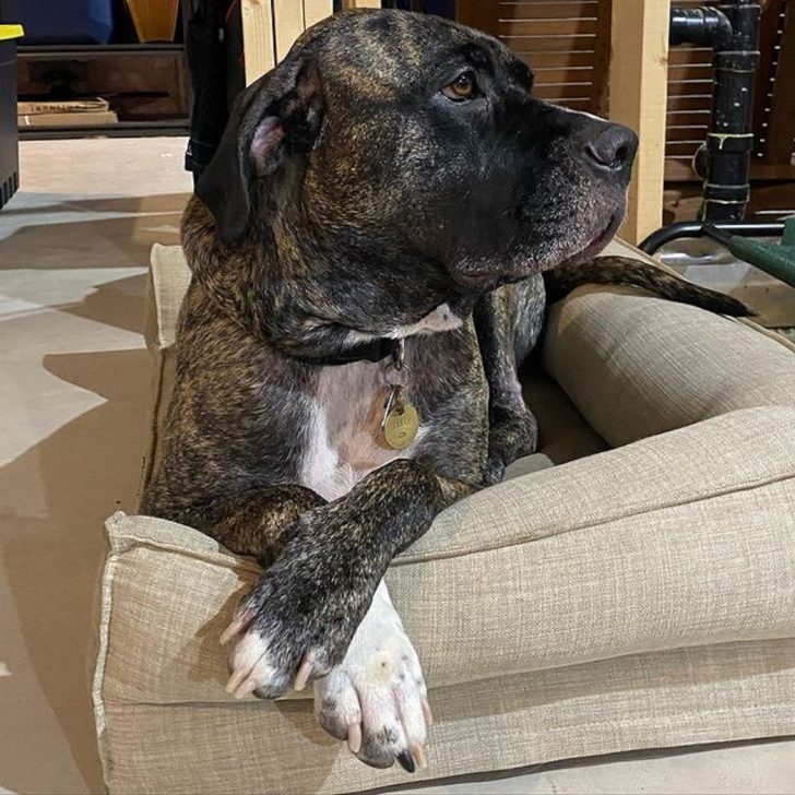 The Cane Corso American Bulldog Mix: Guard Dogs 101