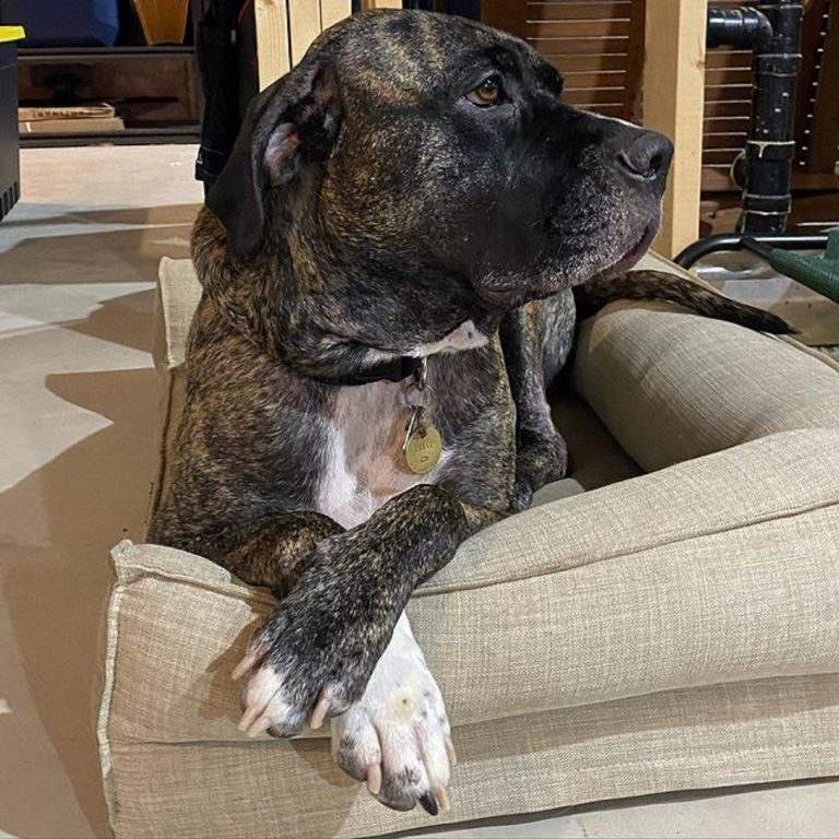 The Cane Corso American Bulldog Mix: Guard Dogs 101