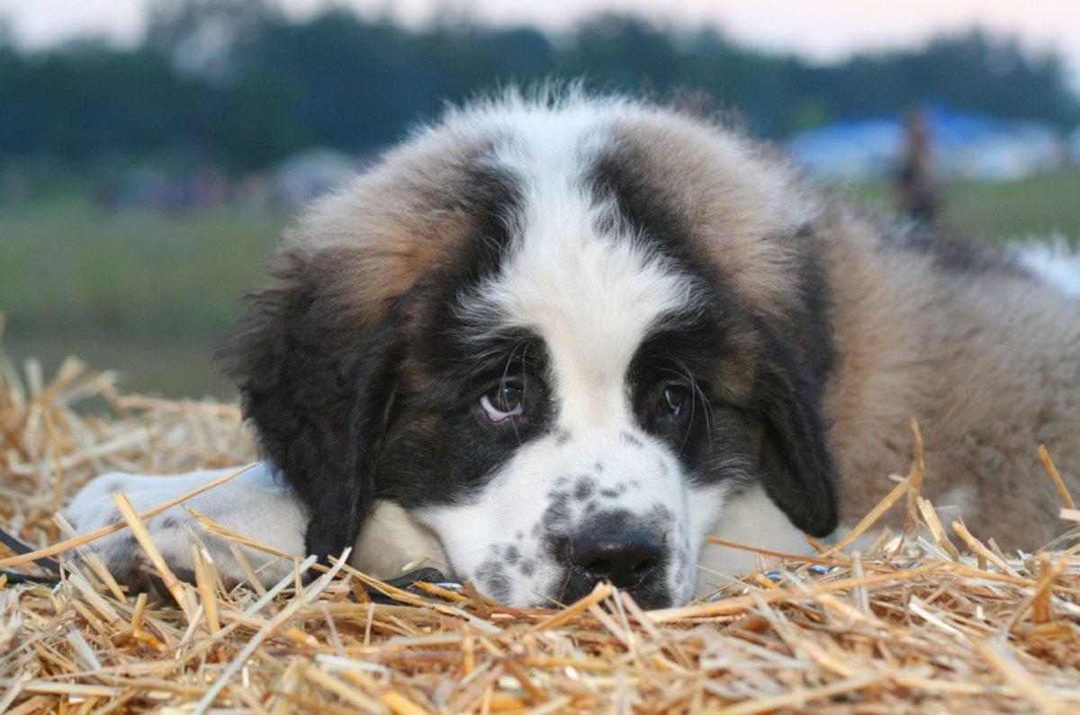 8 Best Caucasian Shepherd Breeders In The United States