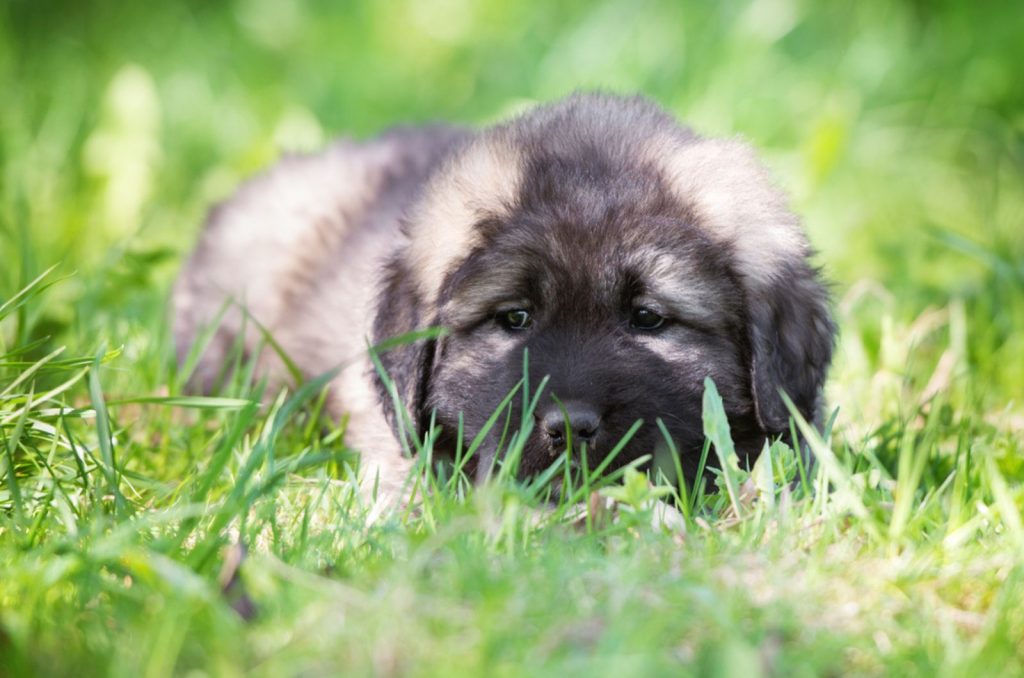 8 Best Caucasian Shepherd Breeders In The United States