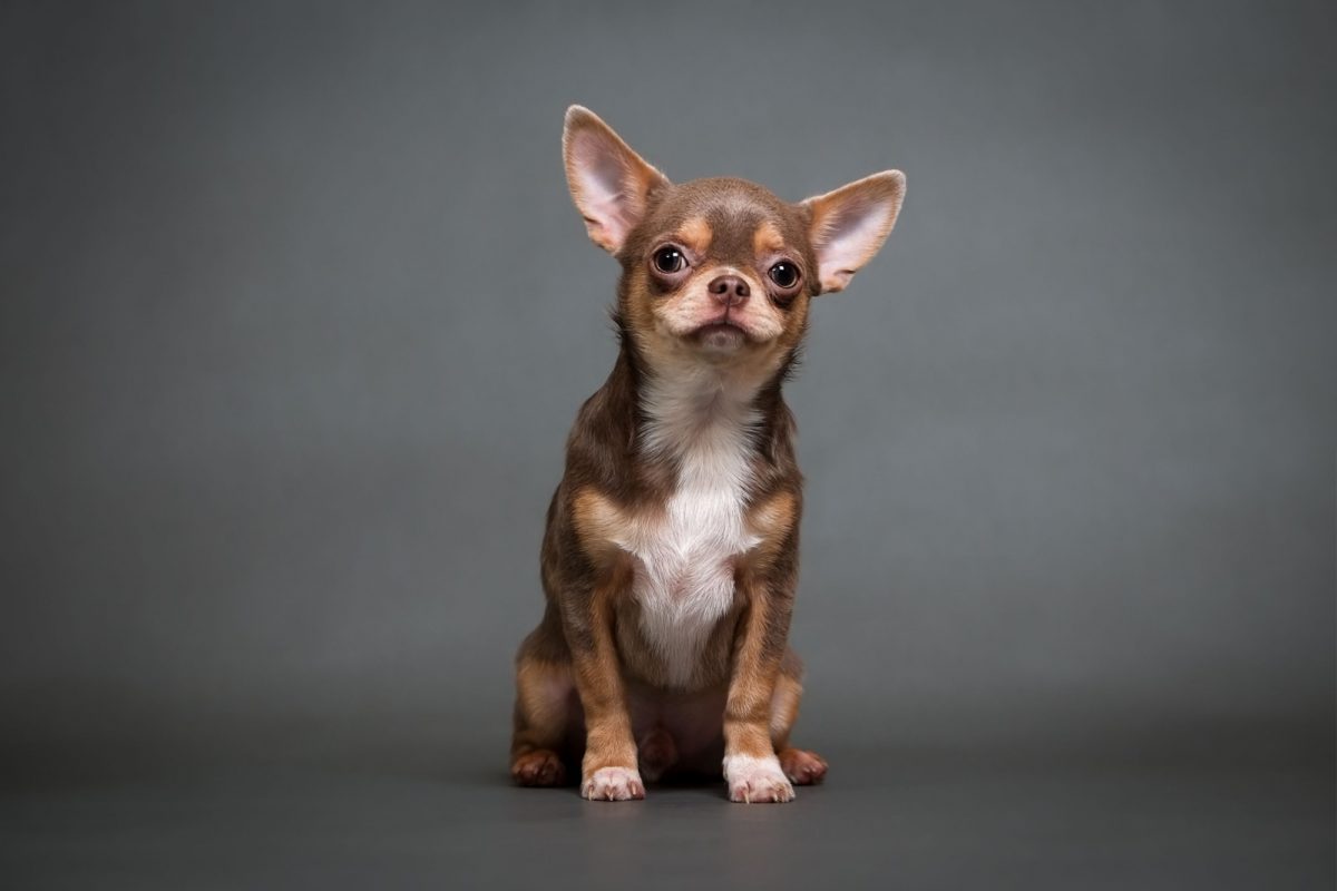 14 Small Brown Dog Breeds As Cute As Nuggets