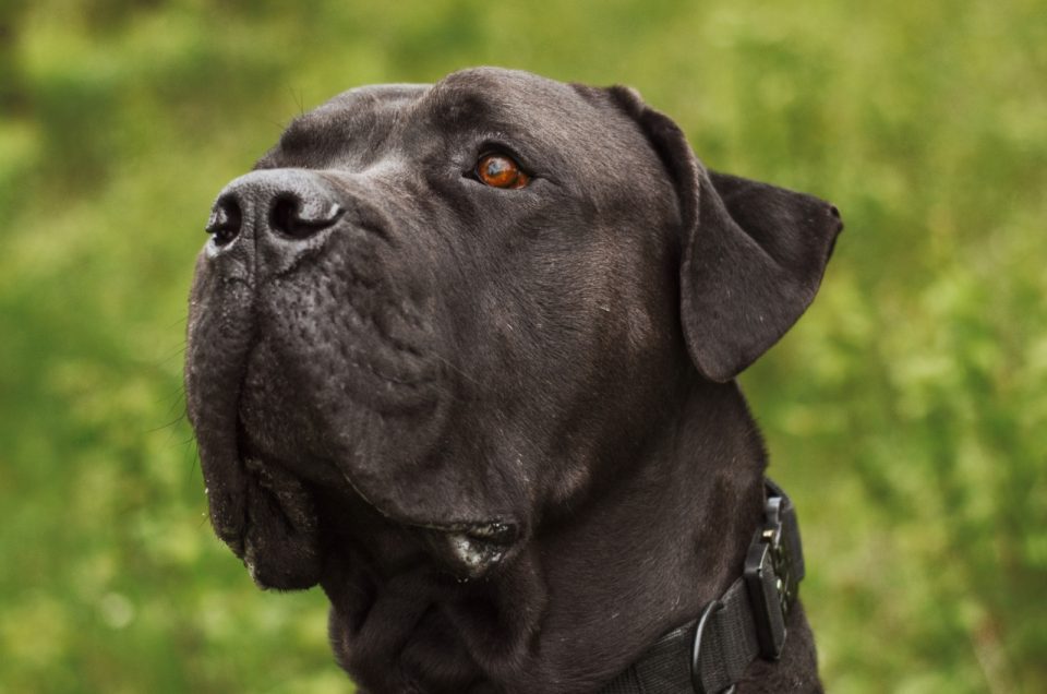 Black Boerboel: The Guard Dog Of Your Dreams