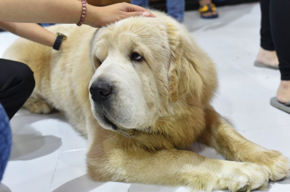12 Tibetan Mastiff Colors That Will Definitely Break The Bank