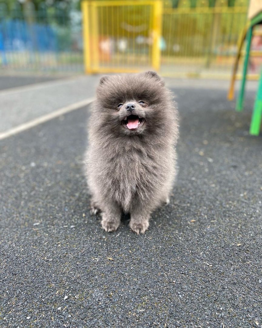 A Blue Pomeranian: What Is The Story Behind This Rare Color?