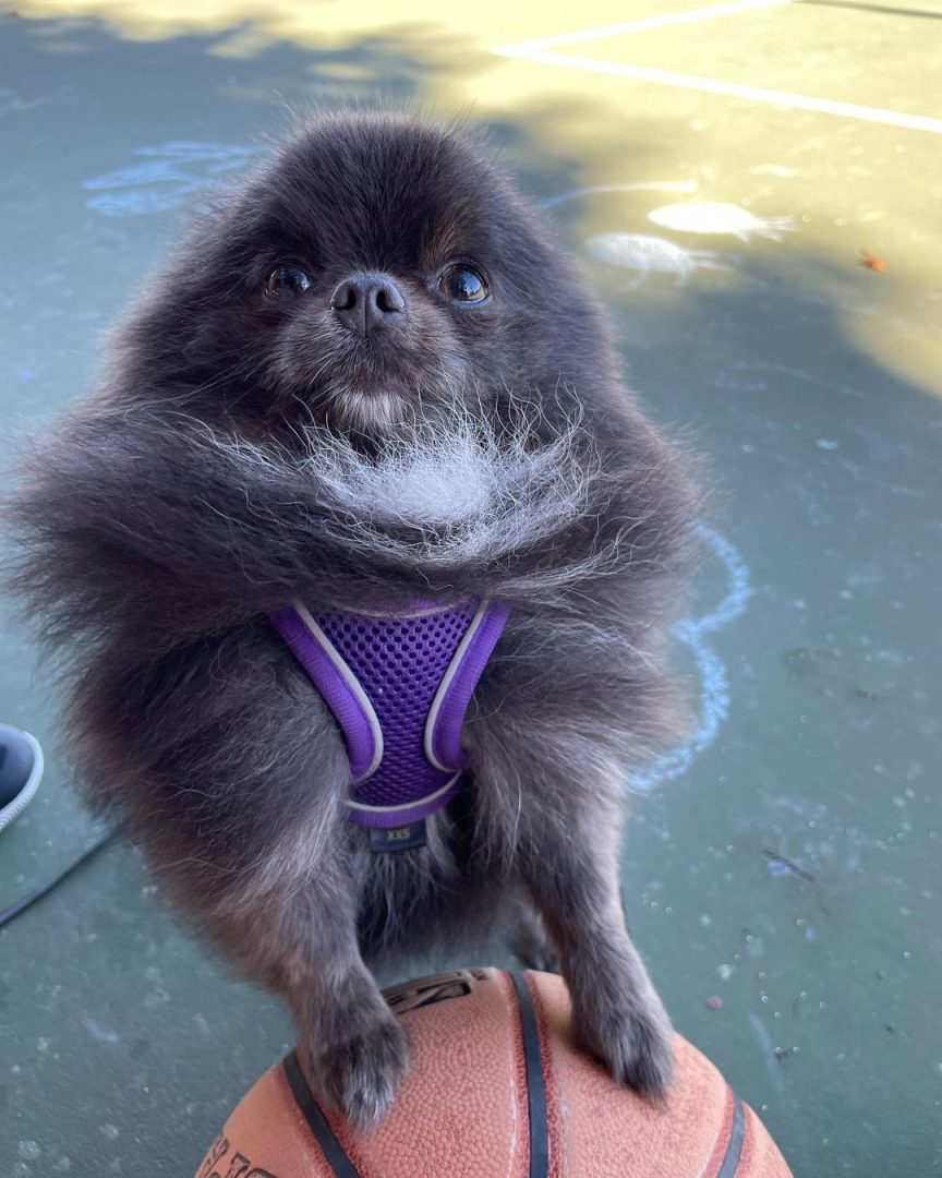 A Blue Pomeranian: What Is The Story Behind This Rare Color?