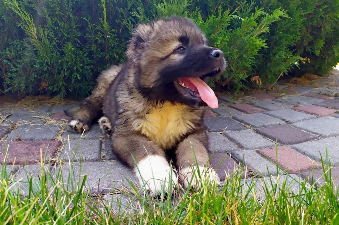 8 Best Caucasian Shepherd Breeders In The United States
