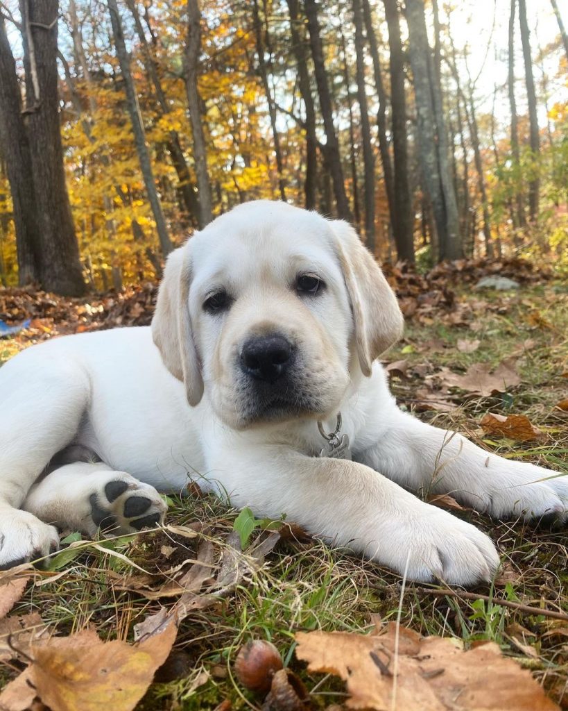10 Reputable English Labrador Breeders In The States