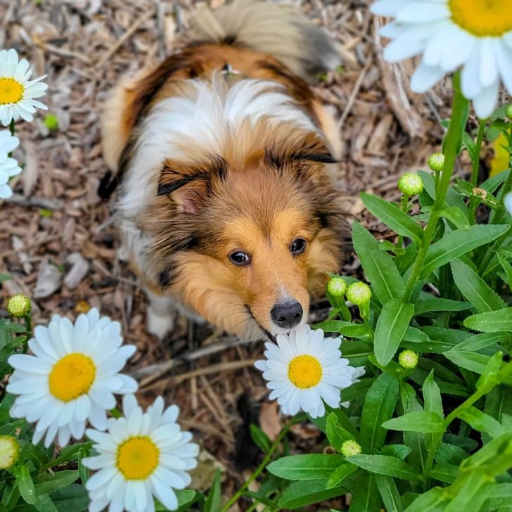 Mini Shetland Sheepdog: Small, Yet A Great Herding Dog