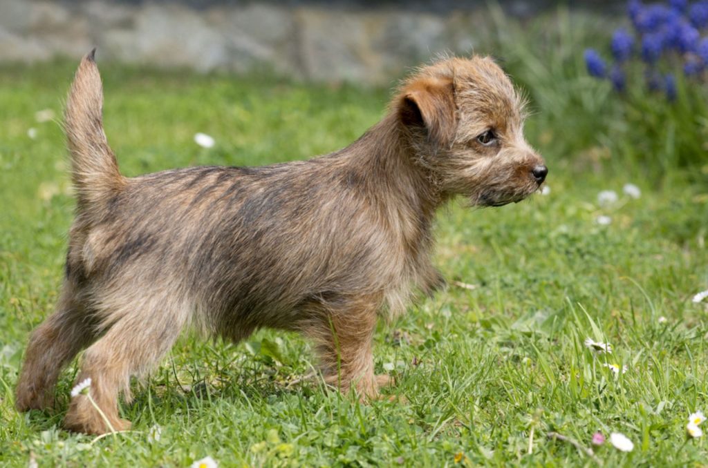 6 Norfolk Terrier Breeders: The Best In The States