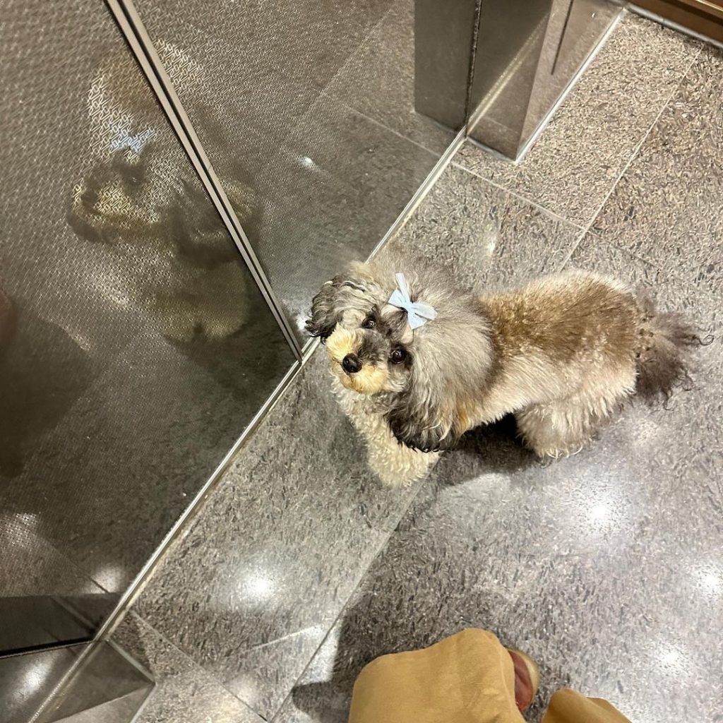 A Sable Poodle: Everything You Need To Know