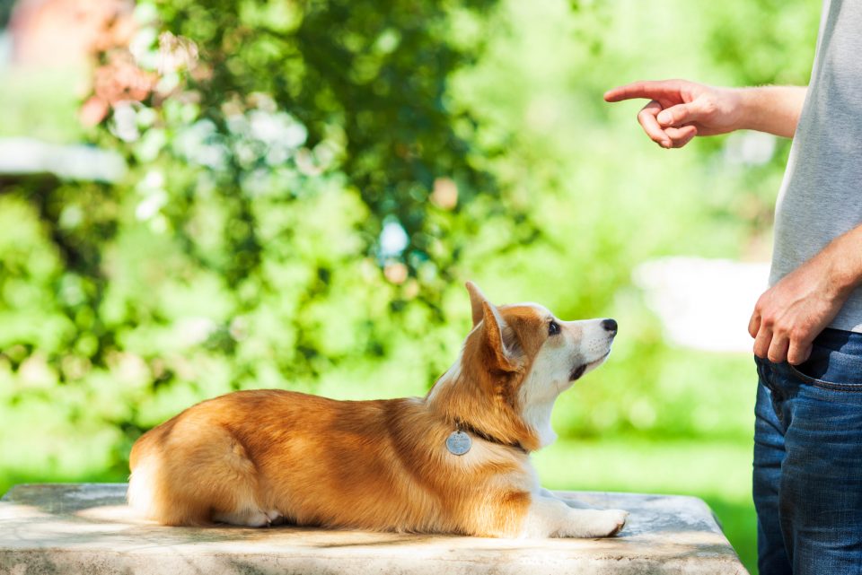 8 Corgi Breeders In Oregon: Corgis Of The Beaver State