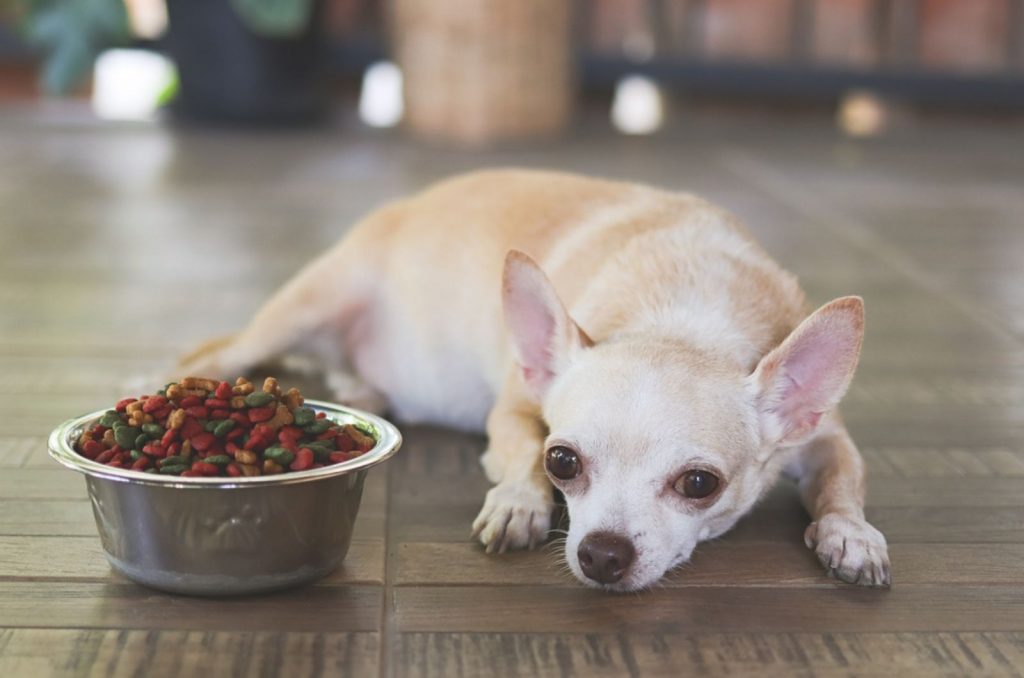 8 Best Home Remedies For A Sick Dog Not Eating