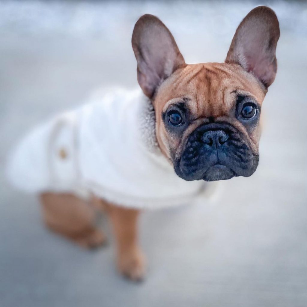 Fawn French Bulldog: Is This The Prettiest Frenchie Color?