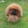 14 Pekingese Colors And Color Combinations, And 7 Markings