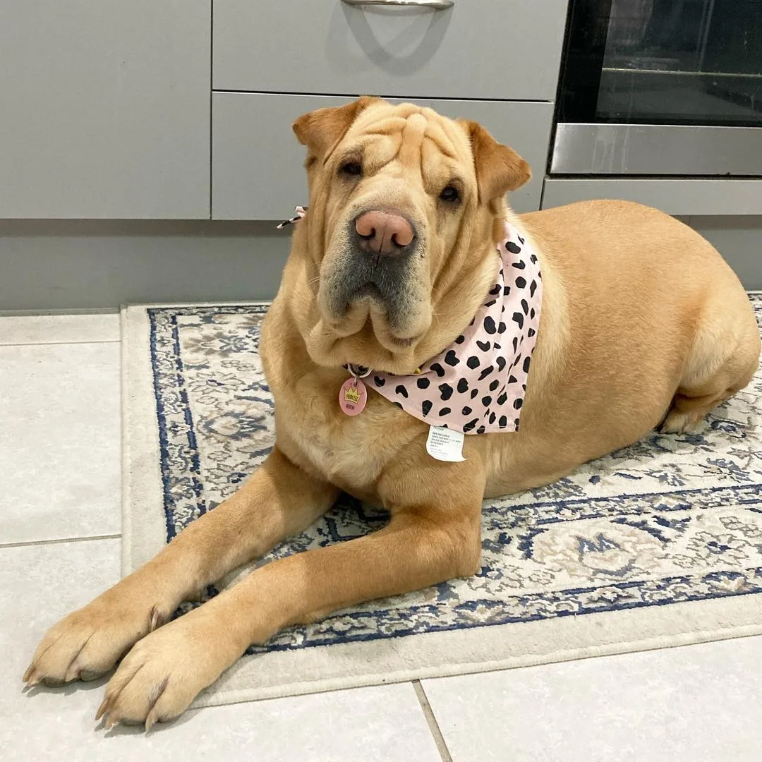 The Shar Pei German Shepherd Mix: One Of A Kind The Shar Pei German Shepherd Mix: One Of A Kind