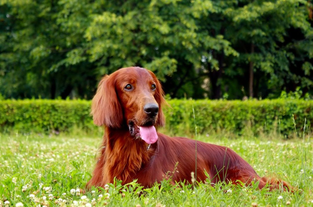 Irish Setter Growth Chart — What Is The Size They Set On?