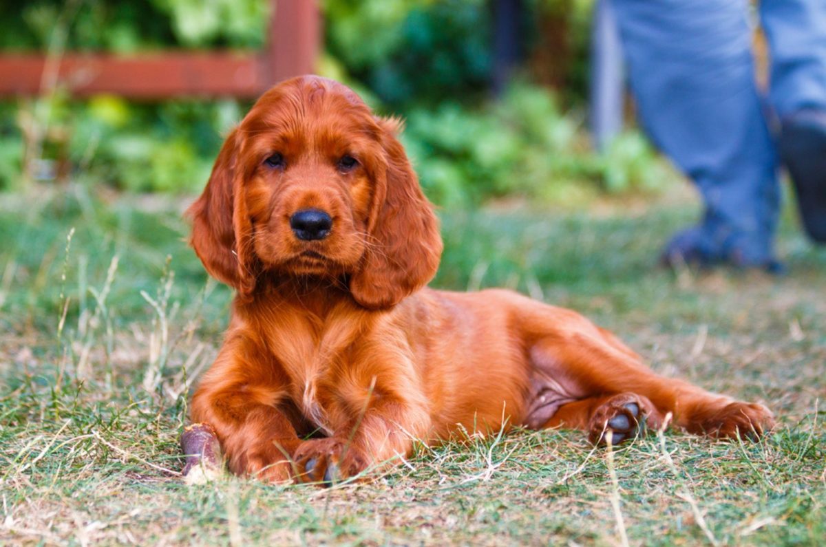 Irish Setter Growth Chart — What Is The Size They Set On?