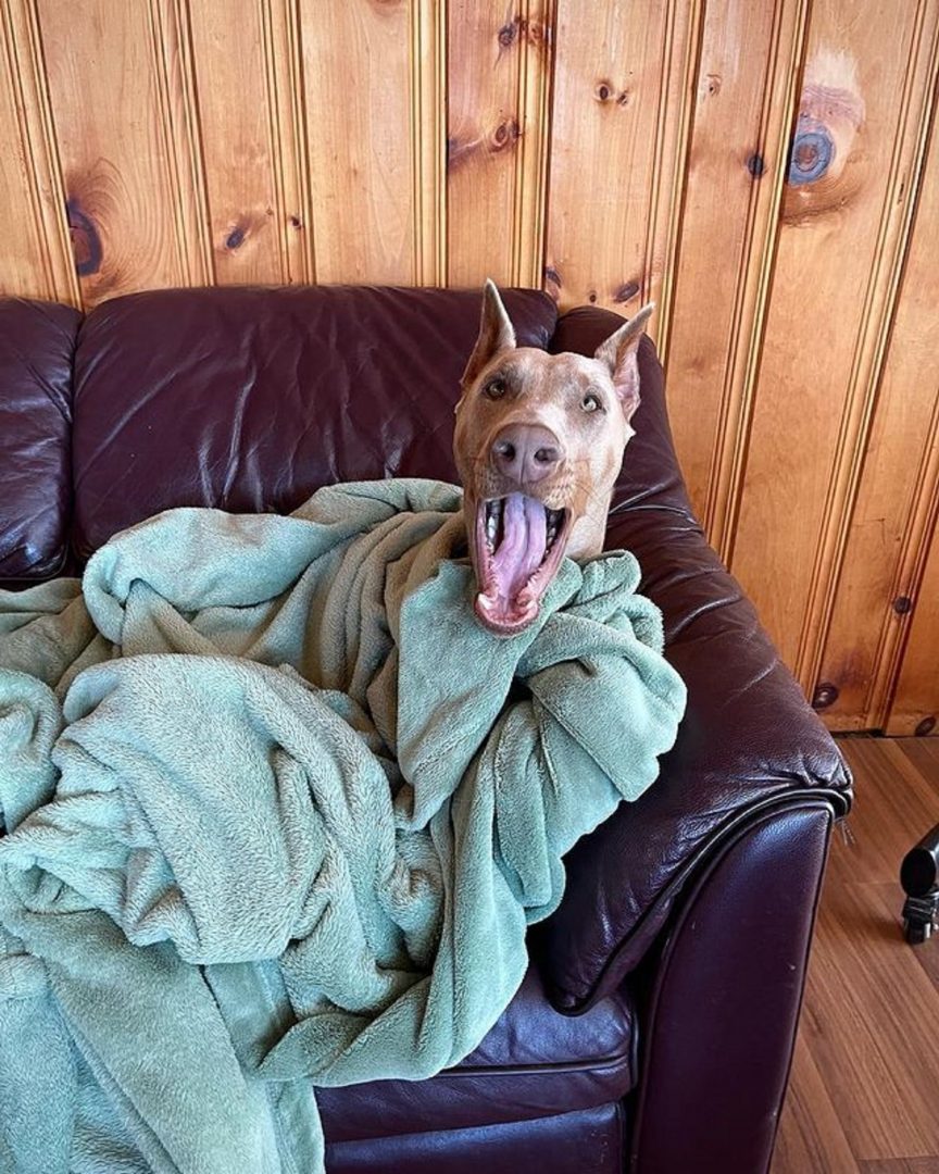 Isabella Doberman: You Won’t See This Rare Color Often