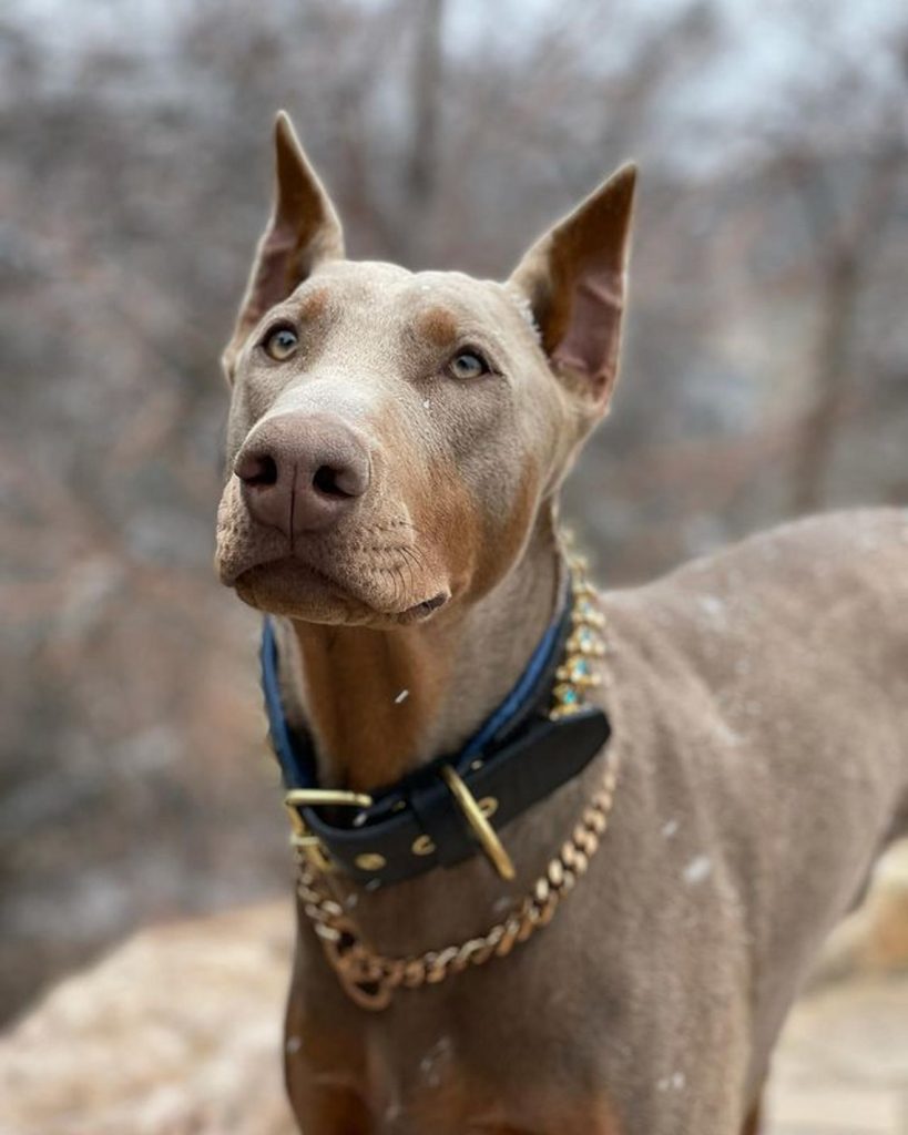 Isabella Doberman: You Won’t See This Rare Color Often