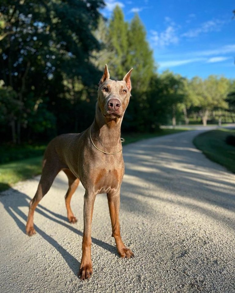 Isabella Doberman: You Won’t See This Rare Color Often