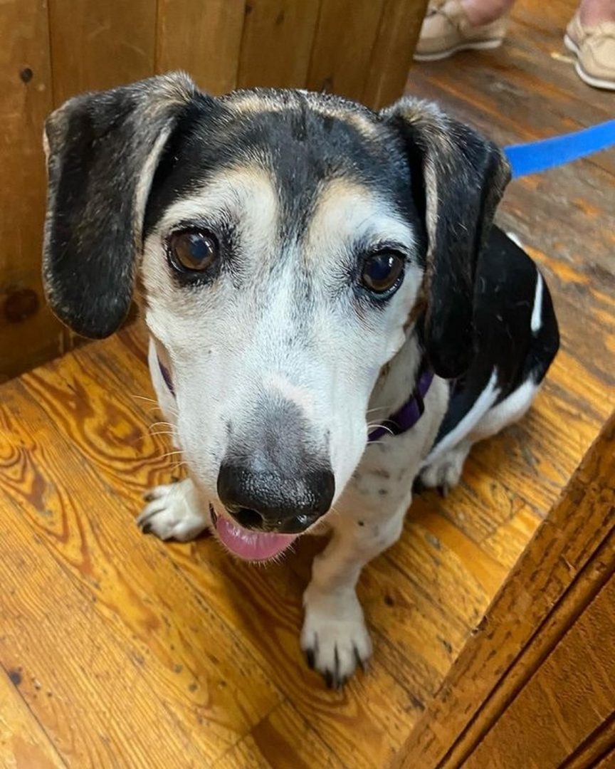 The Jack Russell Beagle Mix: Everything About The Jackabee
