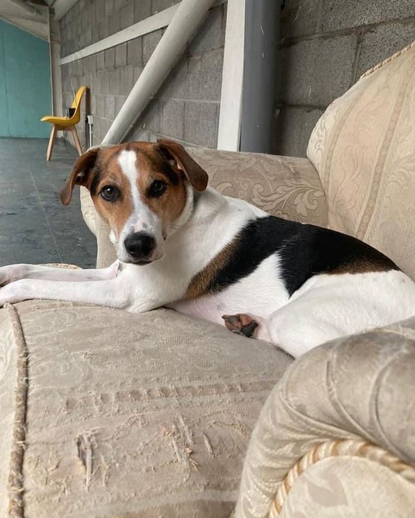 The Jack Russell Beagle Mix: Everything About The Jackabee