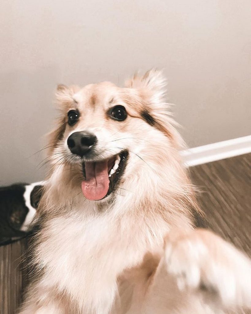 Japanese Spitz Pomeranian Mix - The Best Little Comedians