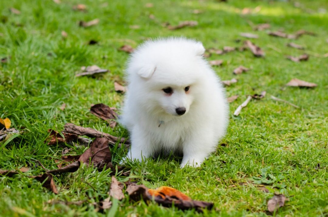Japanese Spitz Price: How Expensive Is This Cutie?