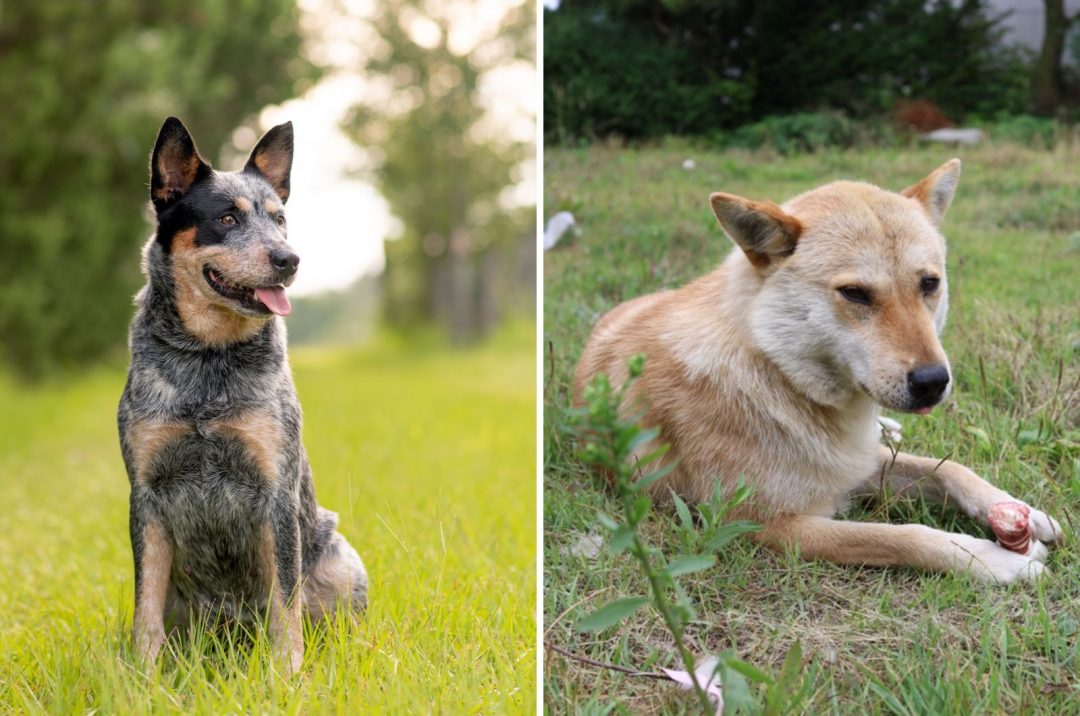 12 Jindo Mixes You Never Heard Of