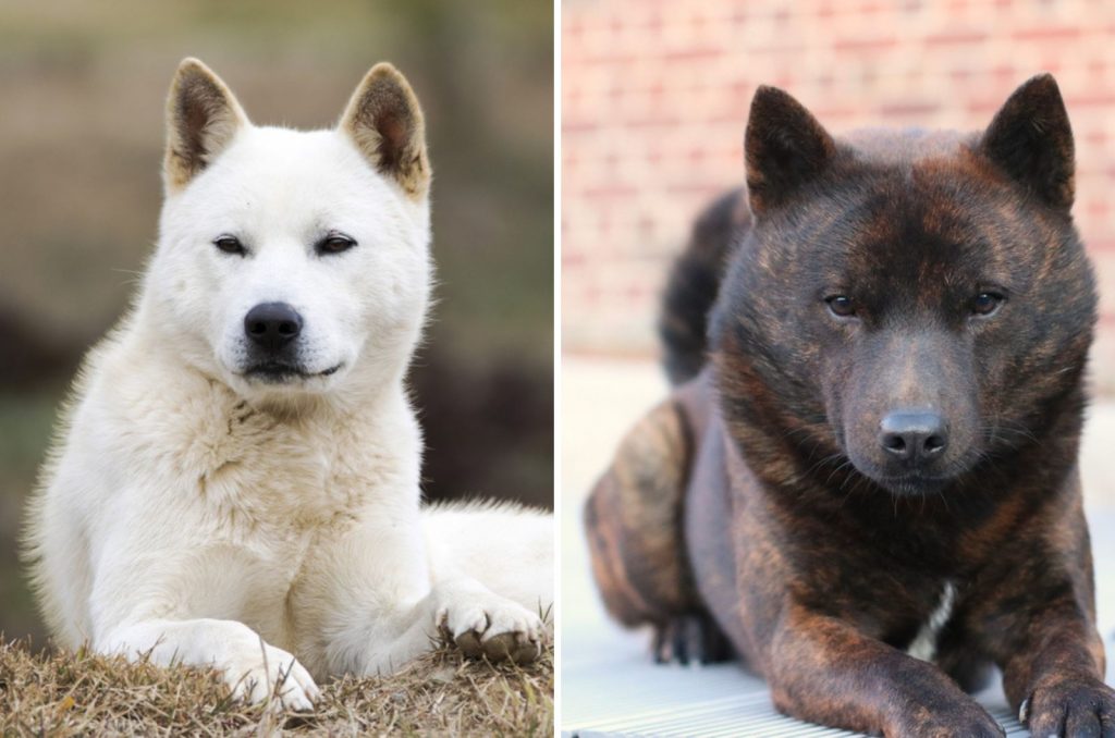 12 Jindo Mixes You Never Heard Of