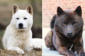 12 Jindo Mixes You Never Heard Of