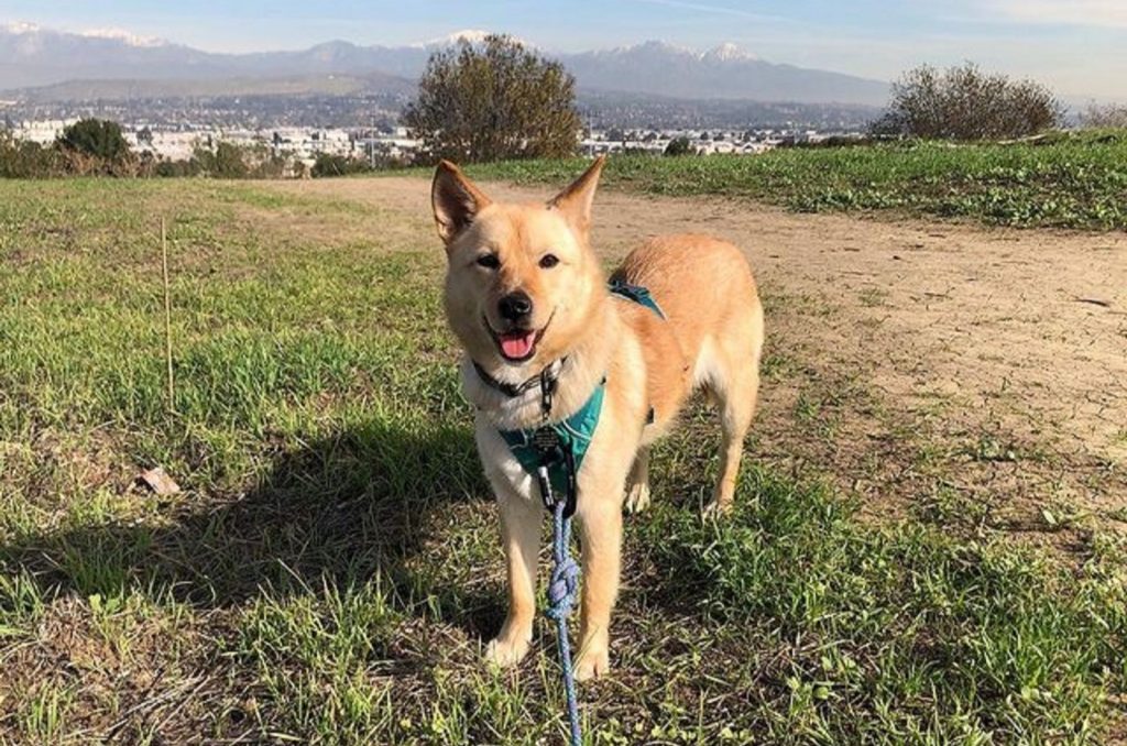 12 Jindo Mixes You Never Heard Of