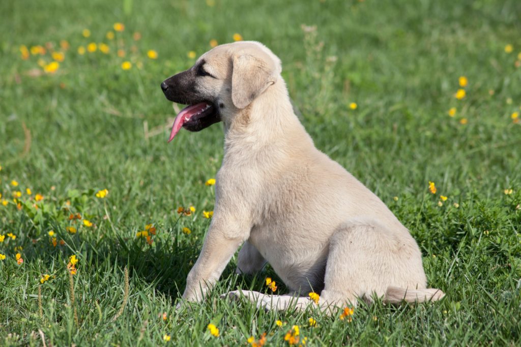 Kangal Growth Chart: How Big Do These Tough Pups Get?