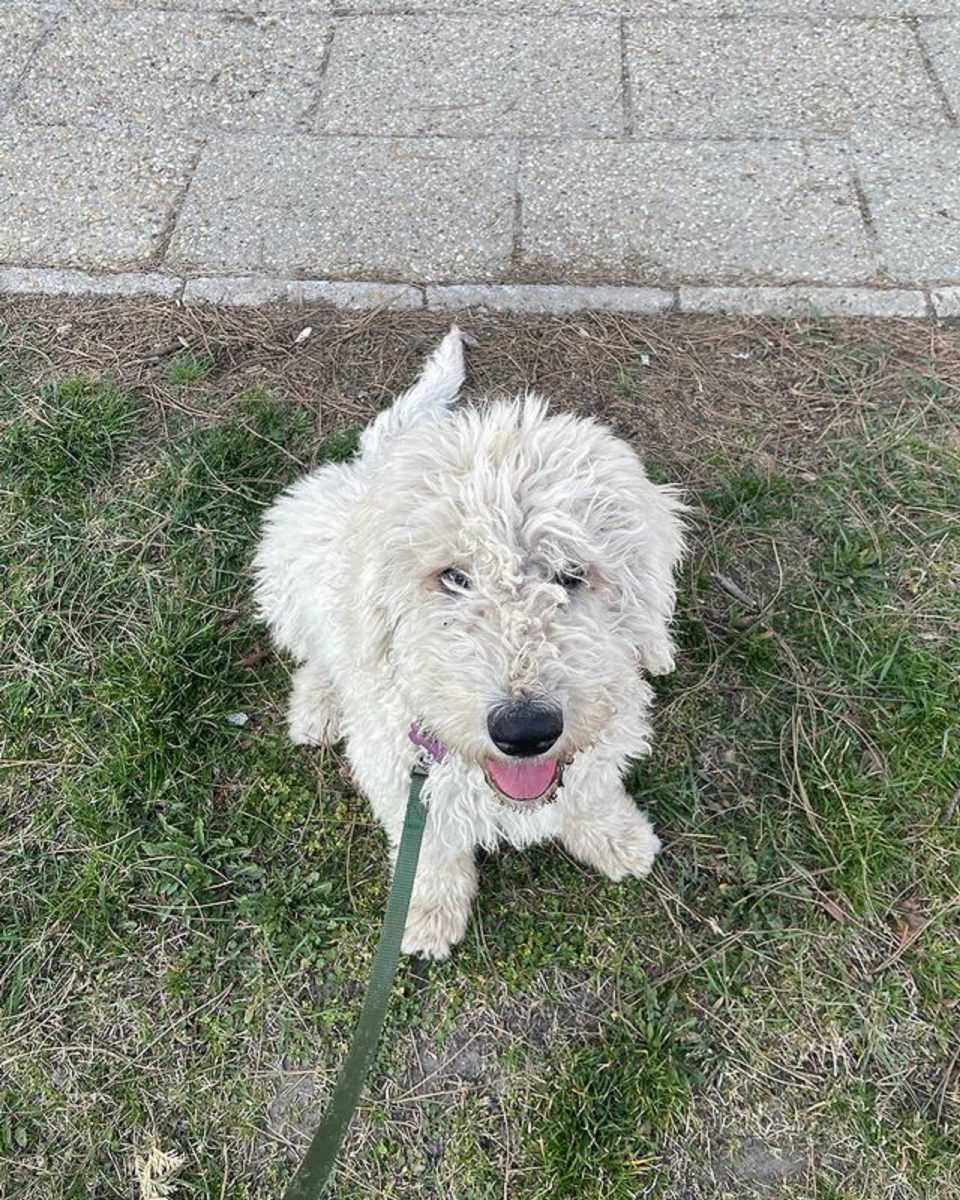 The Komondor Grooming Guide You Never Knew You Needed