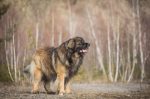 Detailed Leonberger Growth Chart For All Dog Lovers