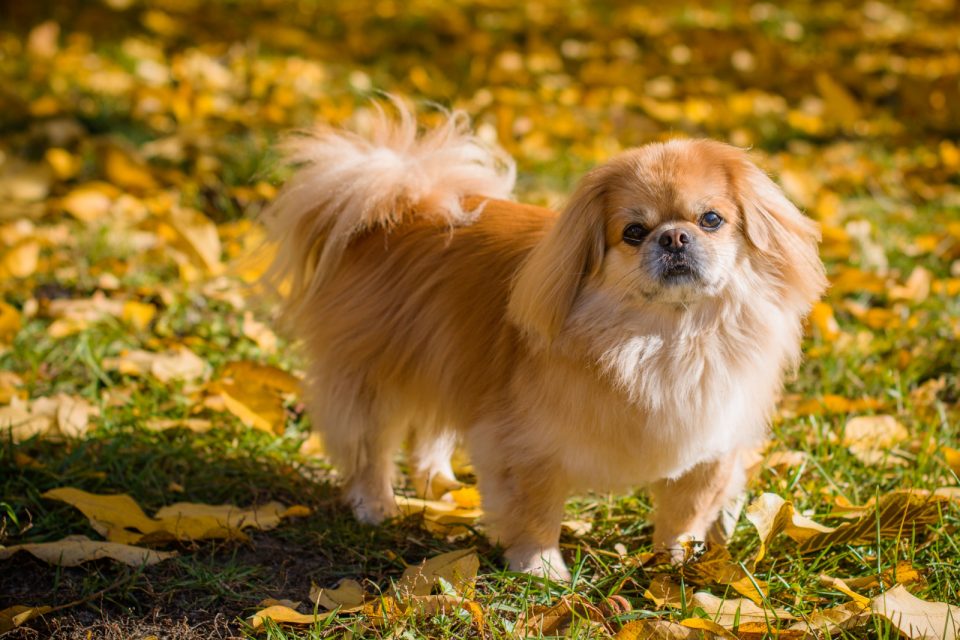 14 Pekingese Colors And Color Combinations, And 7 Markings