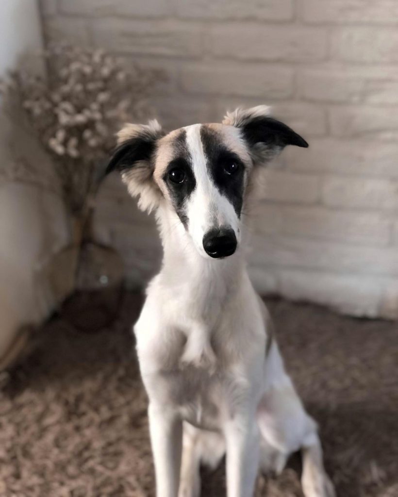Long Haired Whippet: The Dog With Silky Blow-Dried Hair