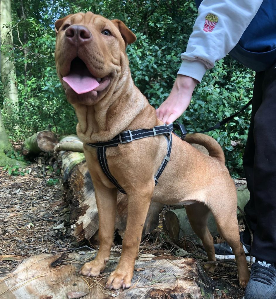 Sharpull Terrier: Meet An Unusual Designer Dog