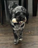 Is A Merle Cockapoo A Real Deal, Or A Red Flag?