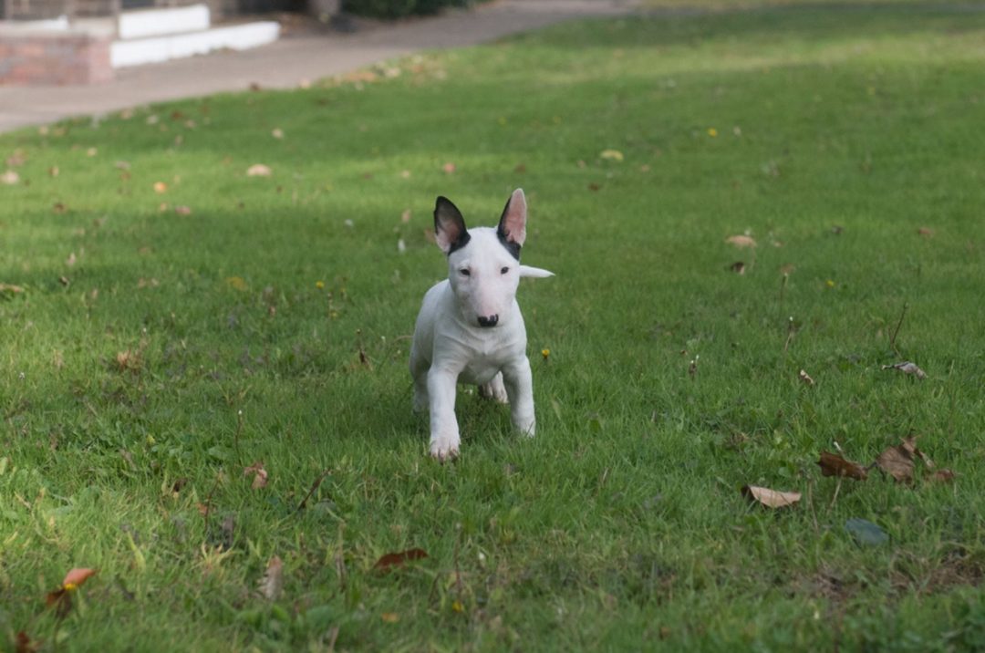 9 Reputable Miniature Bull Terrier Breeders In The U.S.