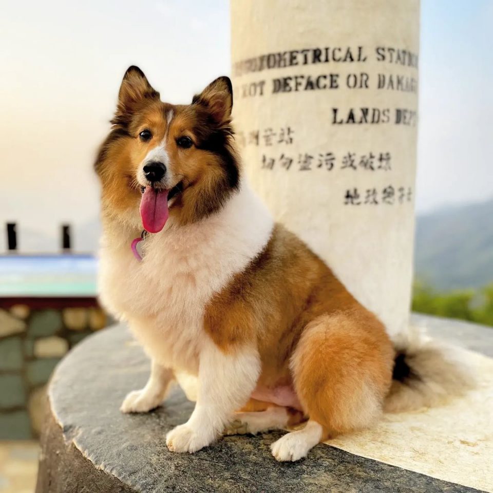 Mini Shetland Sheepdog: Small, Yet A Great Herding Dog