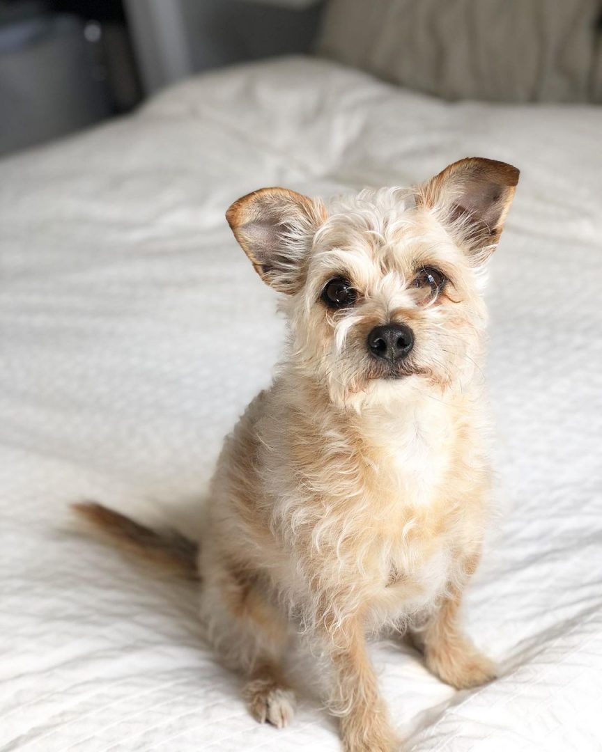 The Spunky Cairn Terrier Chihuahua Mix For Lively Owners