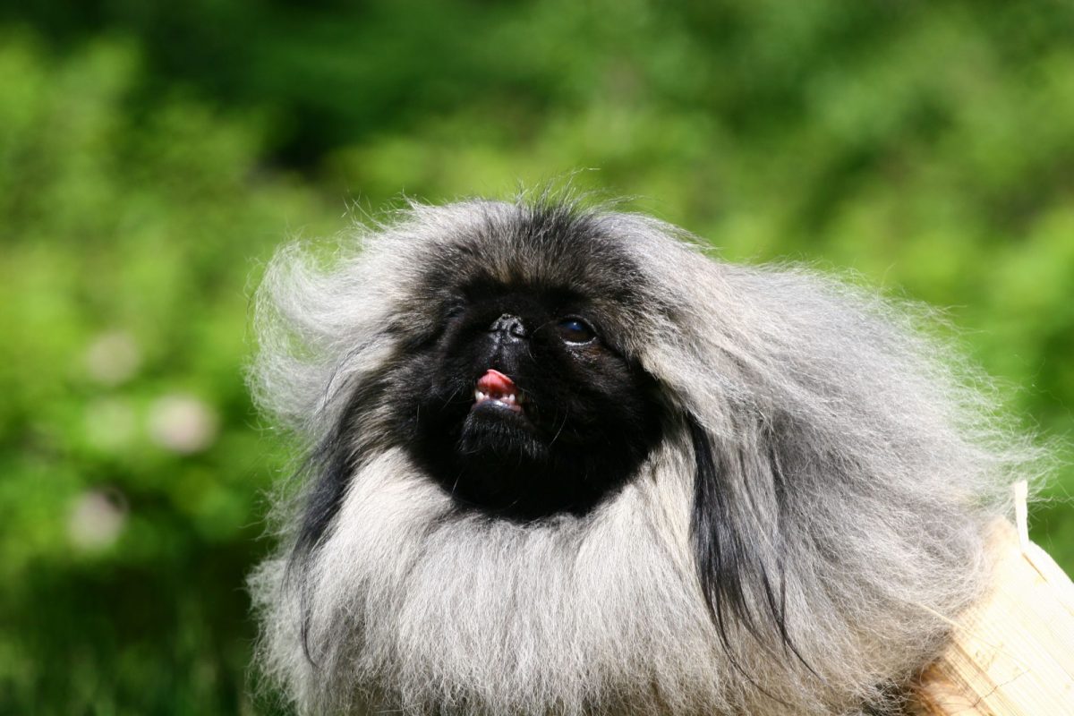 14 Pekingese Colors And Color Combinations, And 7 Markings