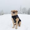 The Brussels Griffon Pug Mix For A Brighter Life