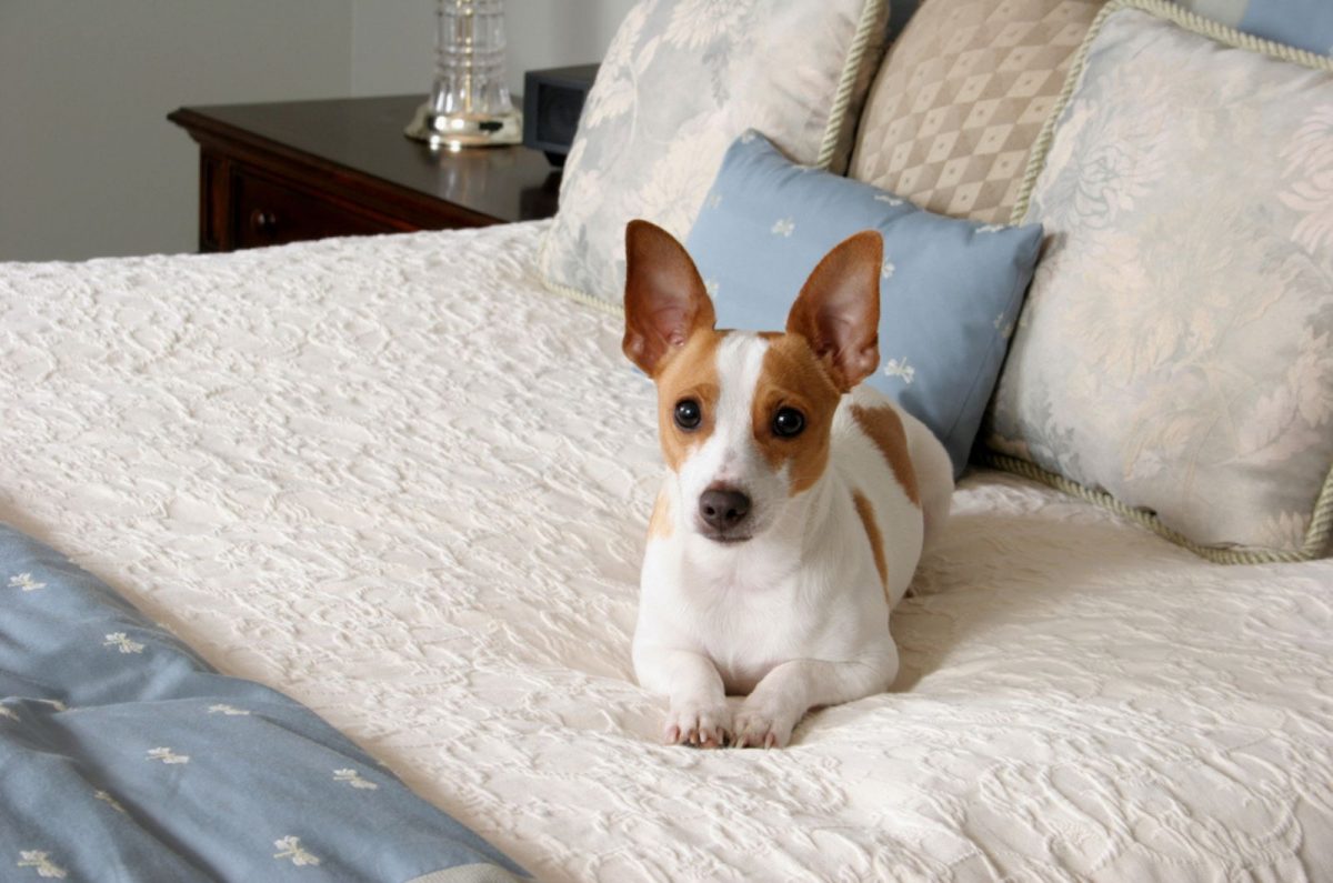 Rat Terrier Growth Chart — Bigger And Cuter Than Actual Rats