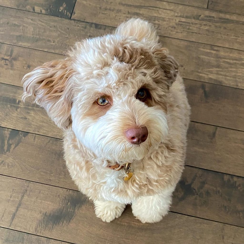 Red Merle Aussiedoodle: All About This Unique-Looking Dog