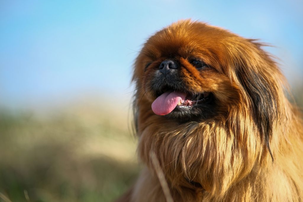 14 Pekingese Colors And Color Combinations, And 7 Markings