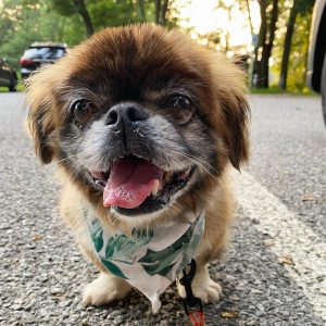 14 Pekingese Colors And Color Combinations, And 7 Markings